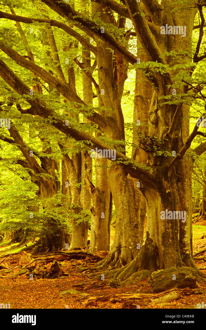 Beech Trees at Dunkeld Stock Photo - Alamy