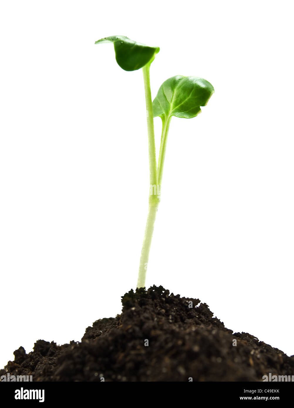 green sprout growing from soil. Isolated on white Stock Photo - Alamy