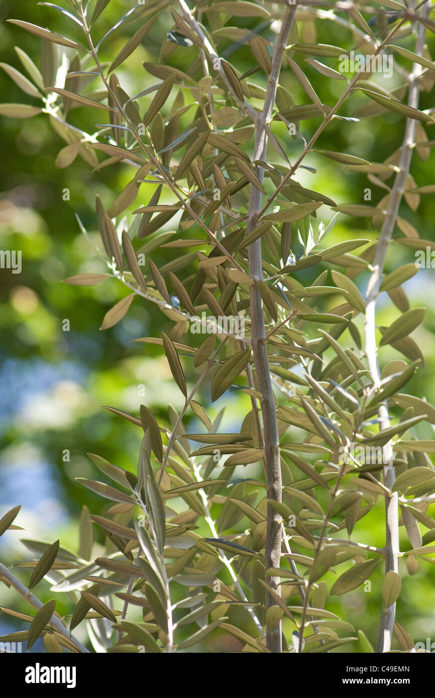 Olive tree branches (Olea europaea) and leaves Stock Photo - Alamy