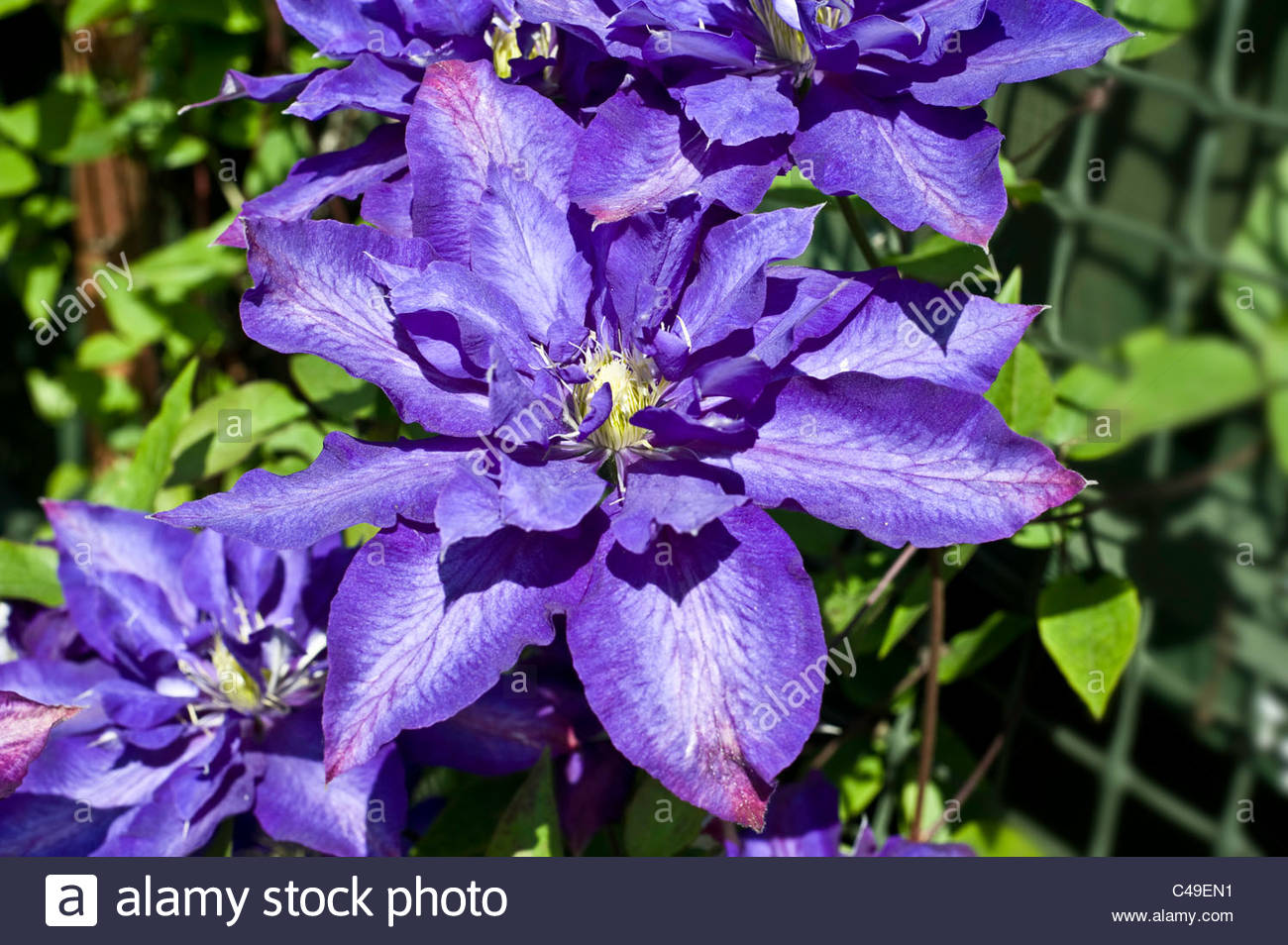 Double Clematis Flower Stock Photos & Double Clematis Flower Stock ...