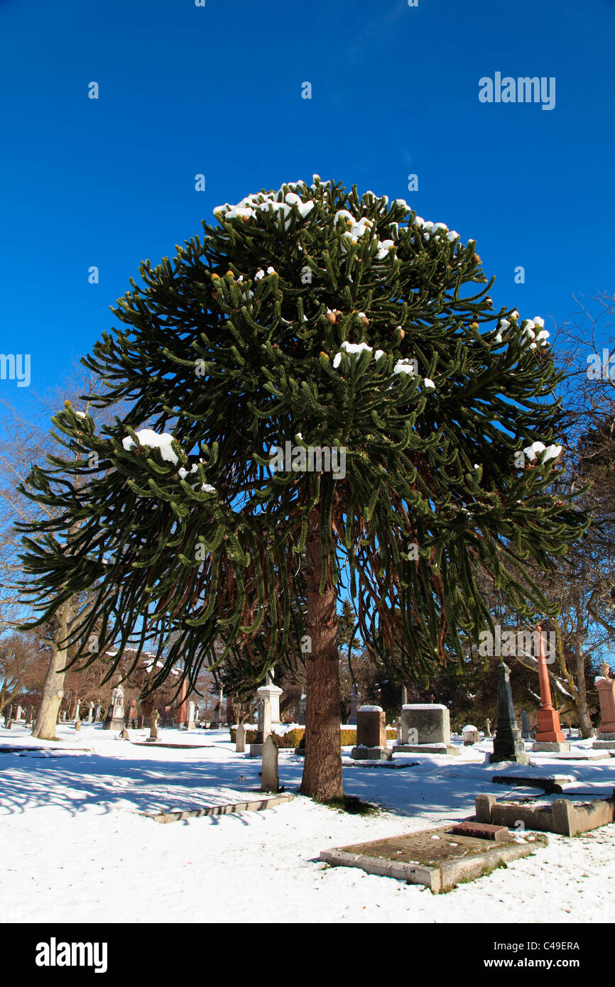 Monkey tree on a sunny blue sky winter day in Ross bay cemetery Stock ...