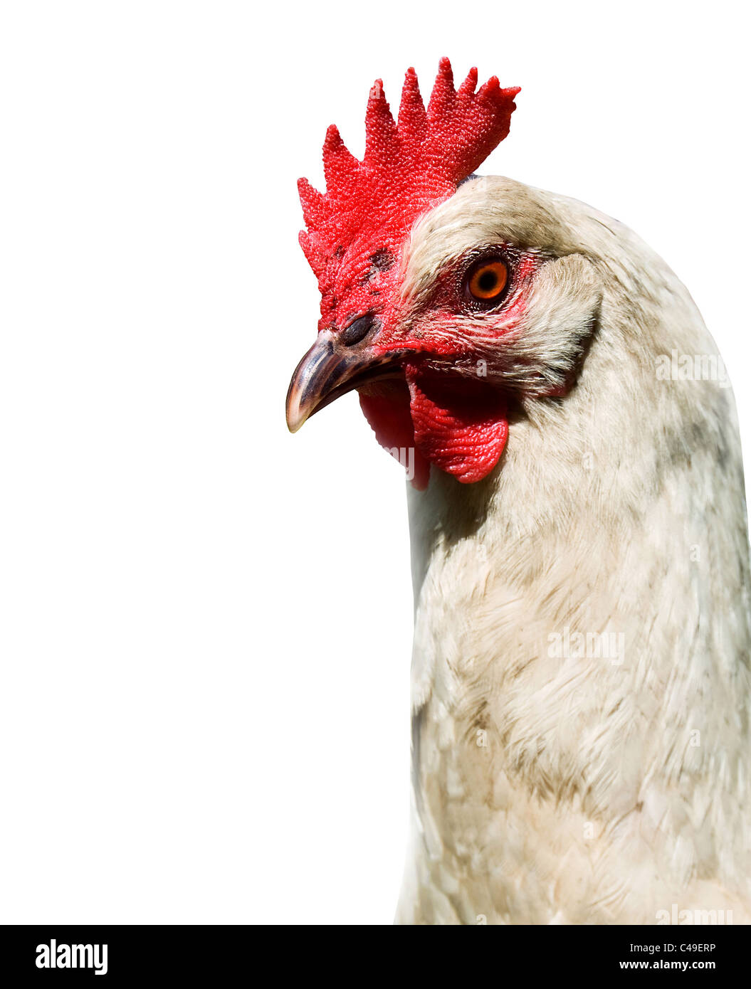 White hen foraging hi-res stock photography and images - Alamy