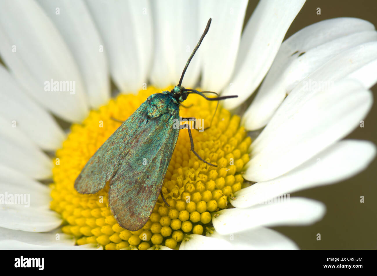 Forester moth hi-res stock photography and images - Alamy