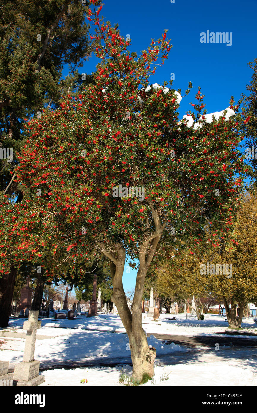 Holly tree hi-res stock photography and images - Alamy