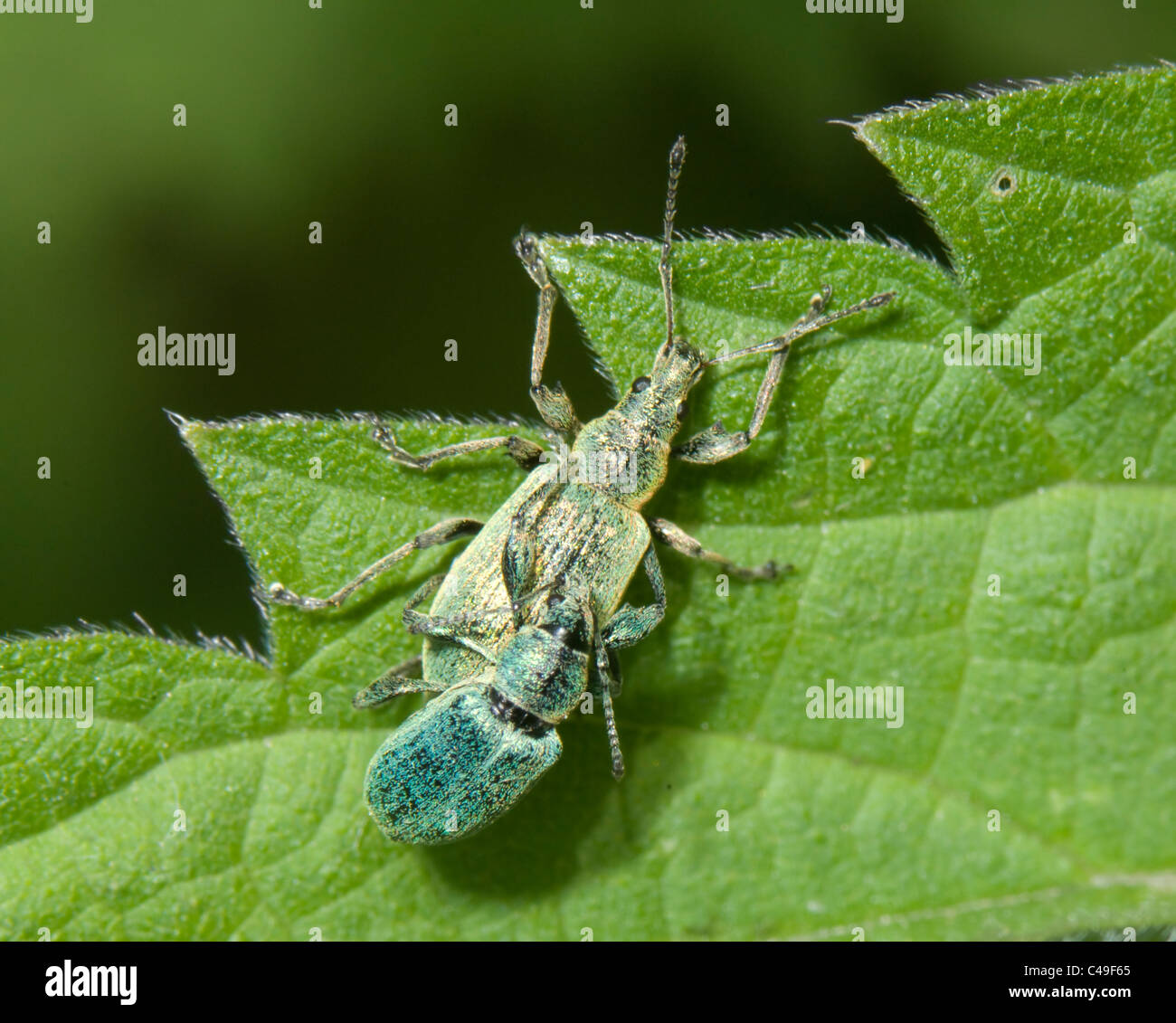 Polydrusus hi-res stock photography and images - Alamy