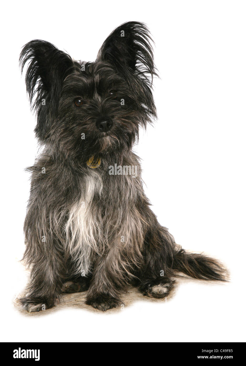 Mongral Single adult sitting in studio UK Stock Photo - Alamy