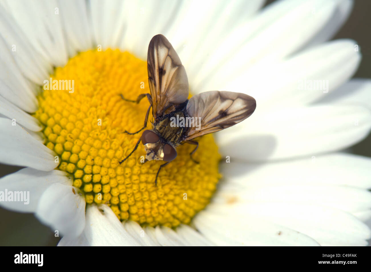 Parasitic Fly (Tachina fera), France Stock Photo - Alamy