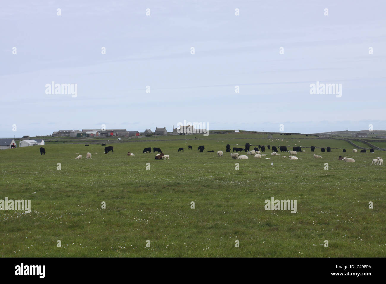 Orkney cattle hi-res stock photography and images - Alamy