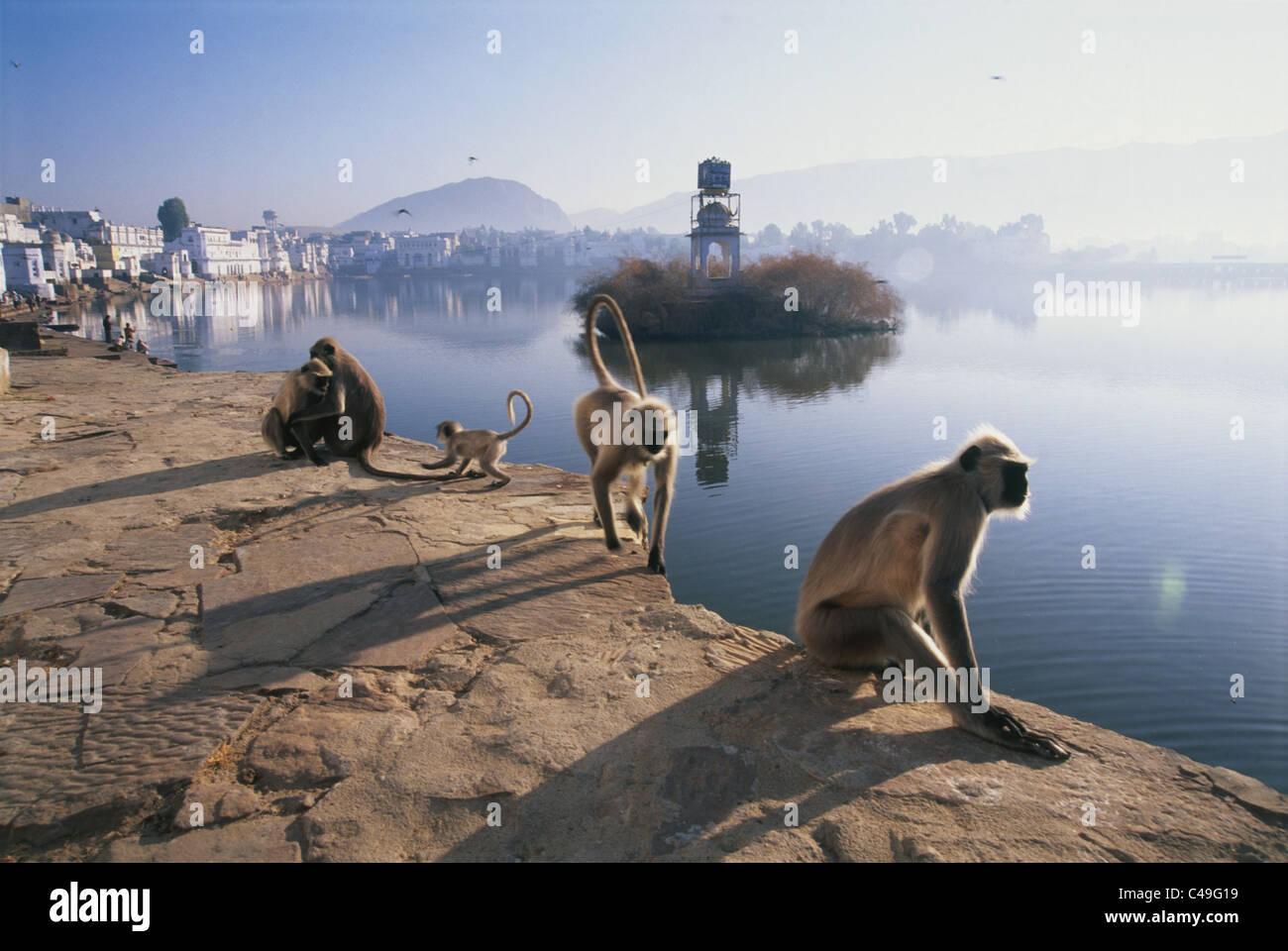 Photograph of monkeys on the river banks in Pushkar India Stock Photo ...