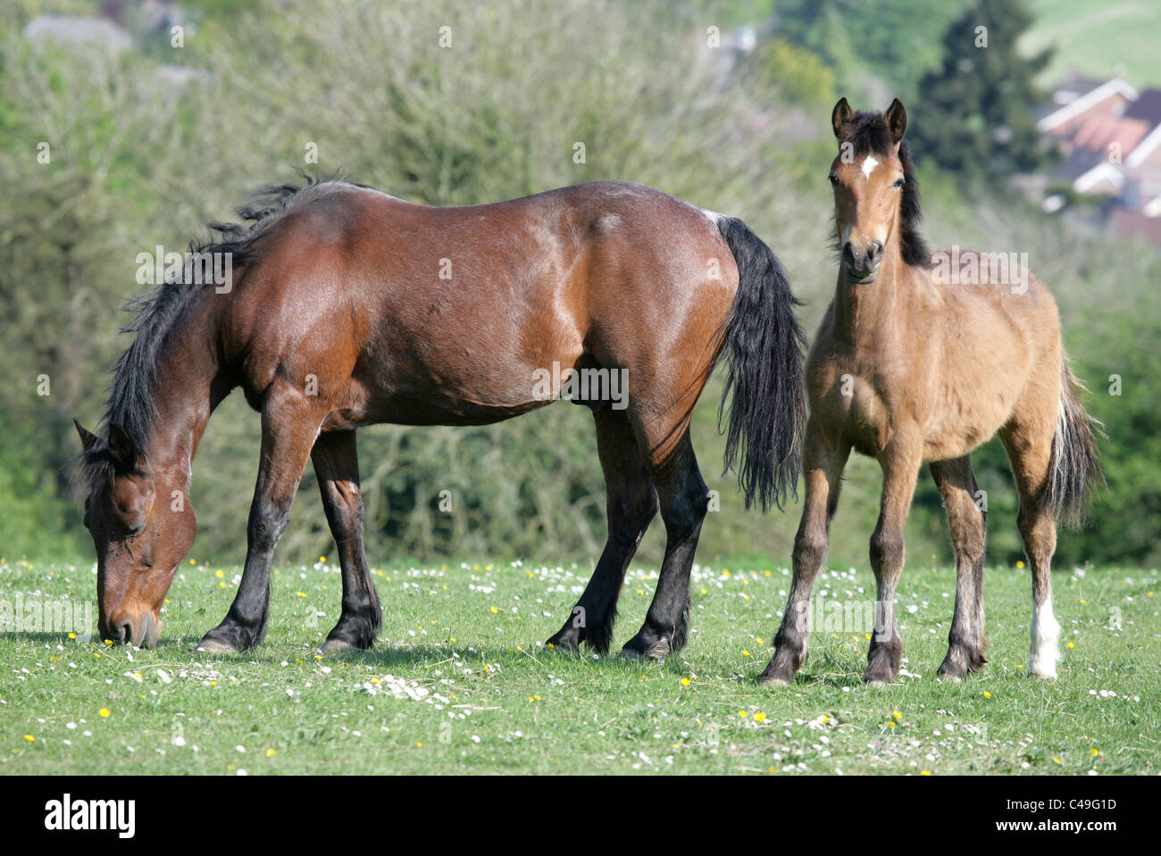 Male horses hi-res stock photography and images - Alamy