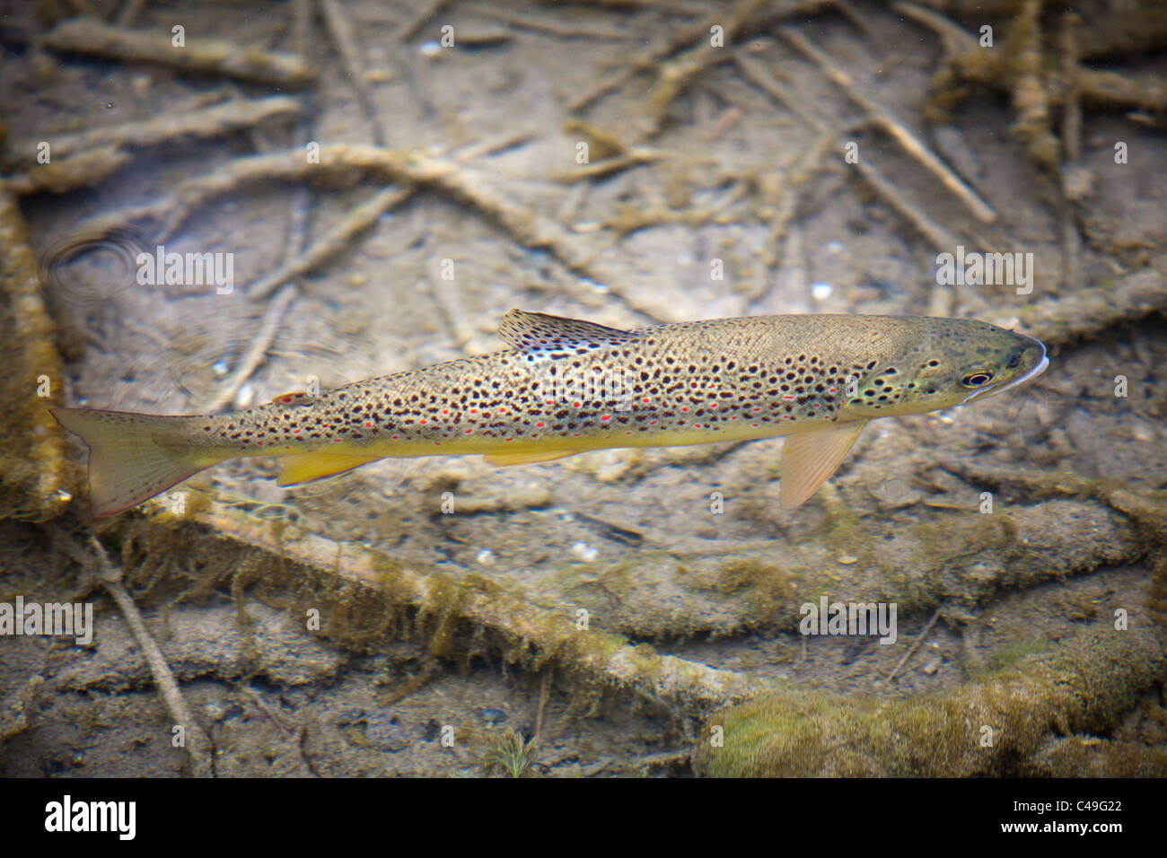 Brown trout hi-res stock photography and images - Alamy