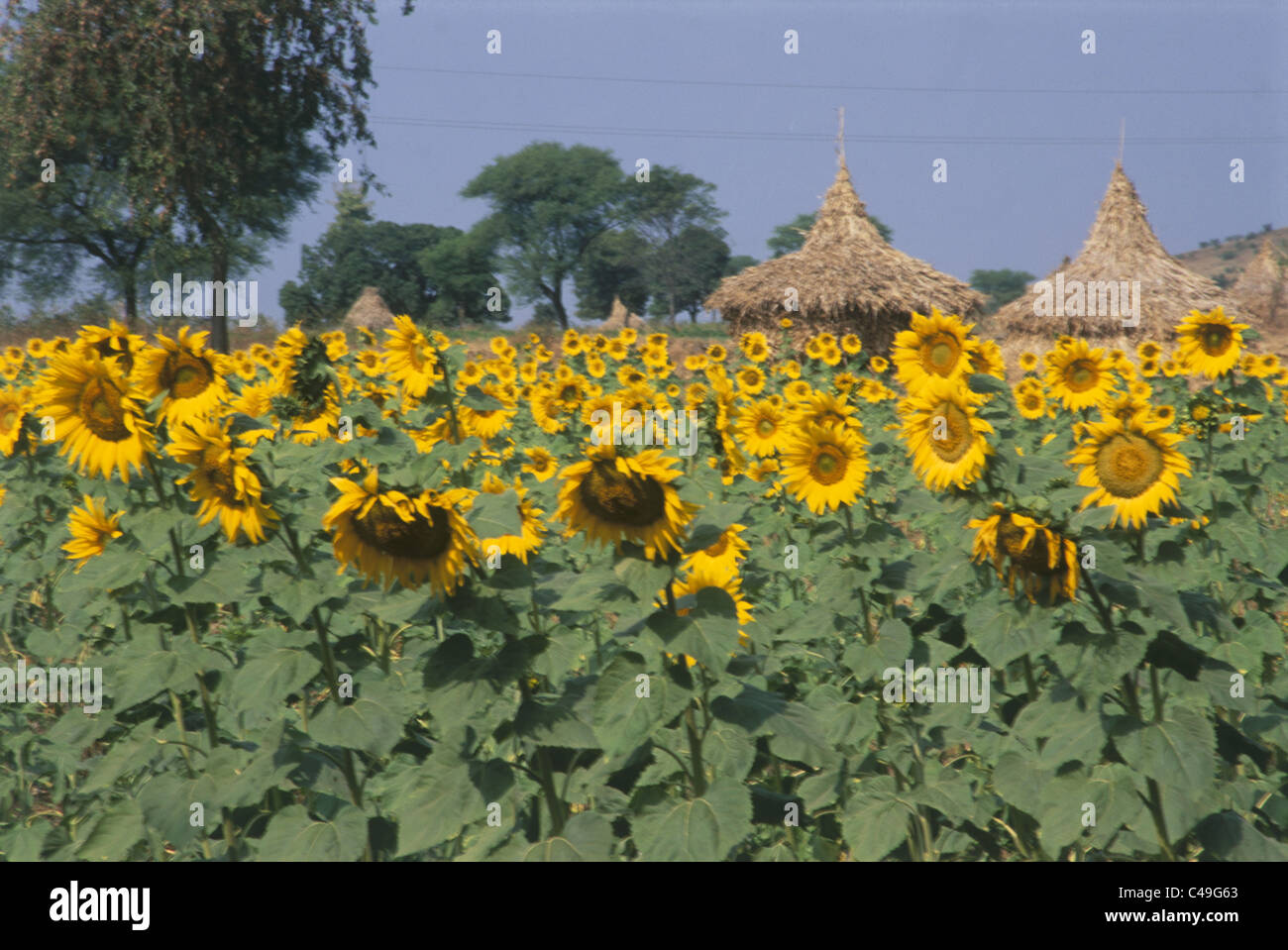 Photograph of sunflower field in India Stock Photo - Alamy