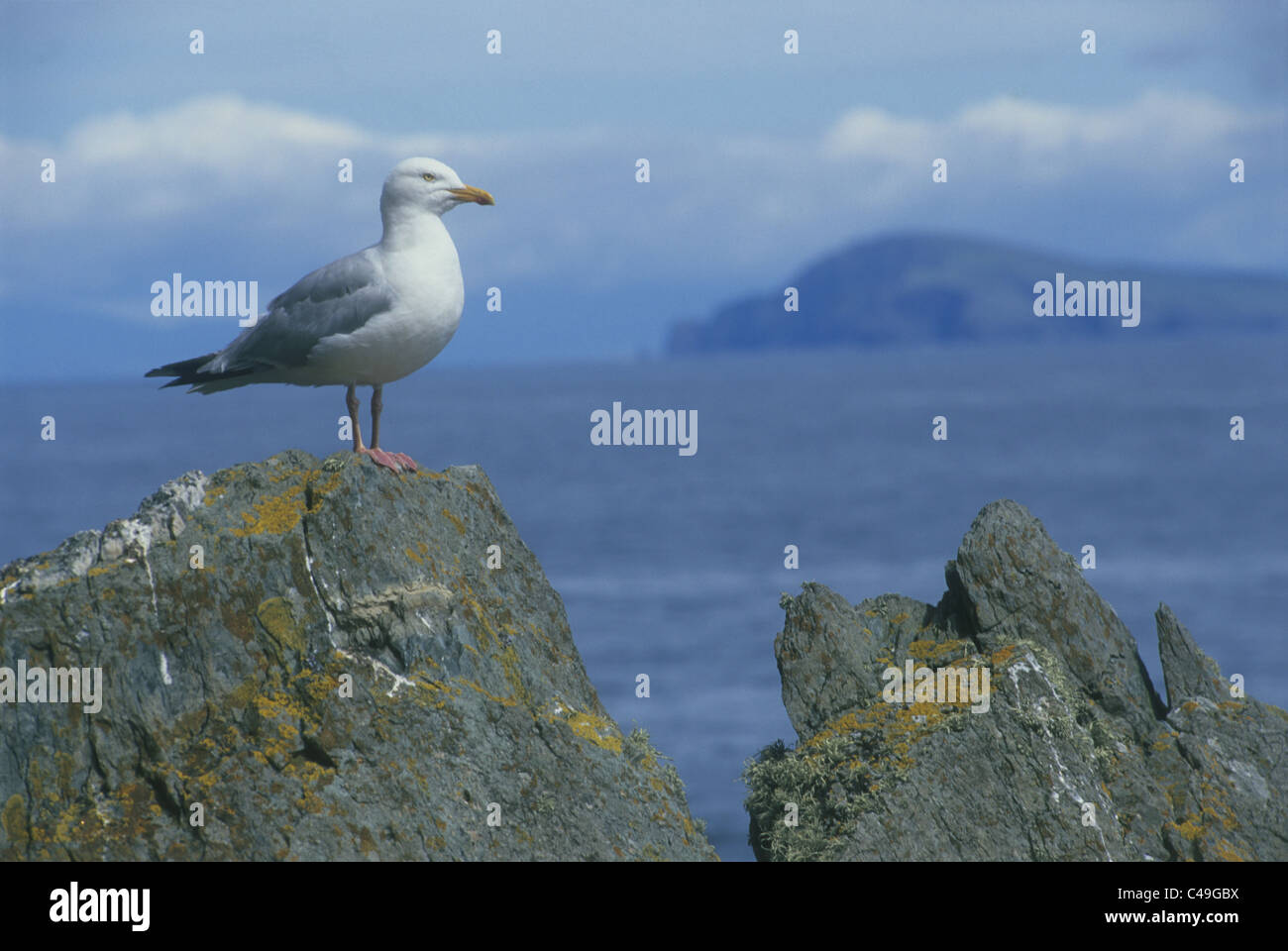 Photograph of a seagull hi-res stock photography and images - Alamy