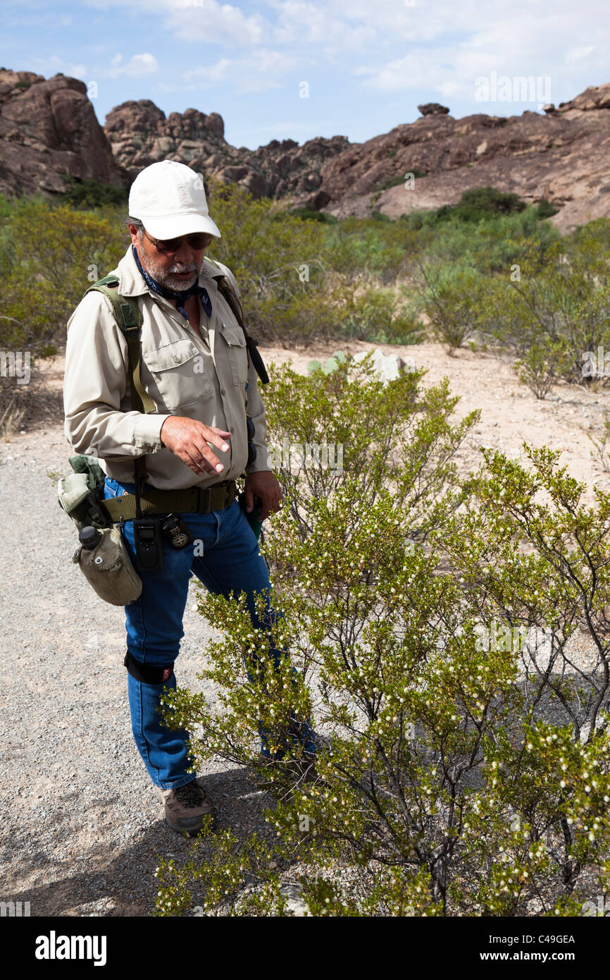 Creosote bush hi-res stock photography and images - Alamy