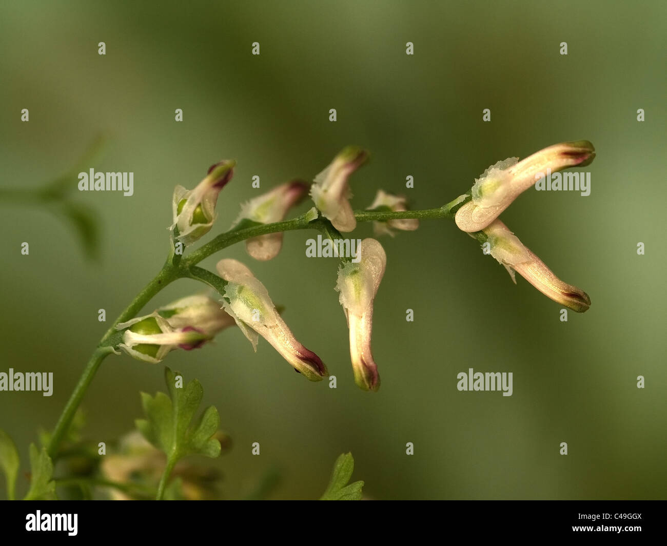 Common ramping fumitory, Fumaria muralis, portrait of flowers with nice ...
