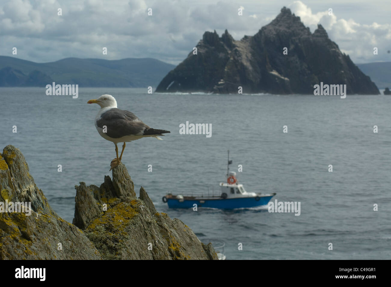 Photograph of a seagull on the edge of a cliff in Ireland Stock Photo ...