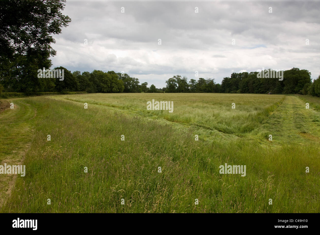 6 meadow hi-res stock photography and images - Alamy
