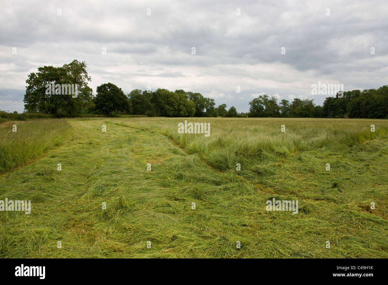 6 meadow hi-res stock photography and images - Alamy