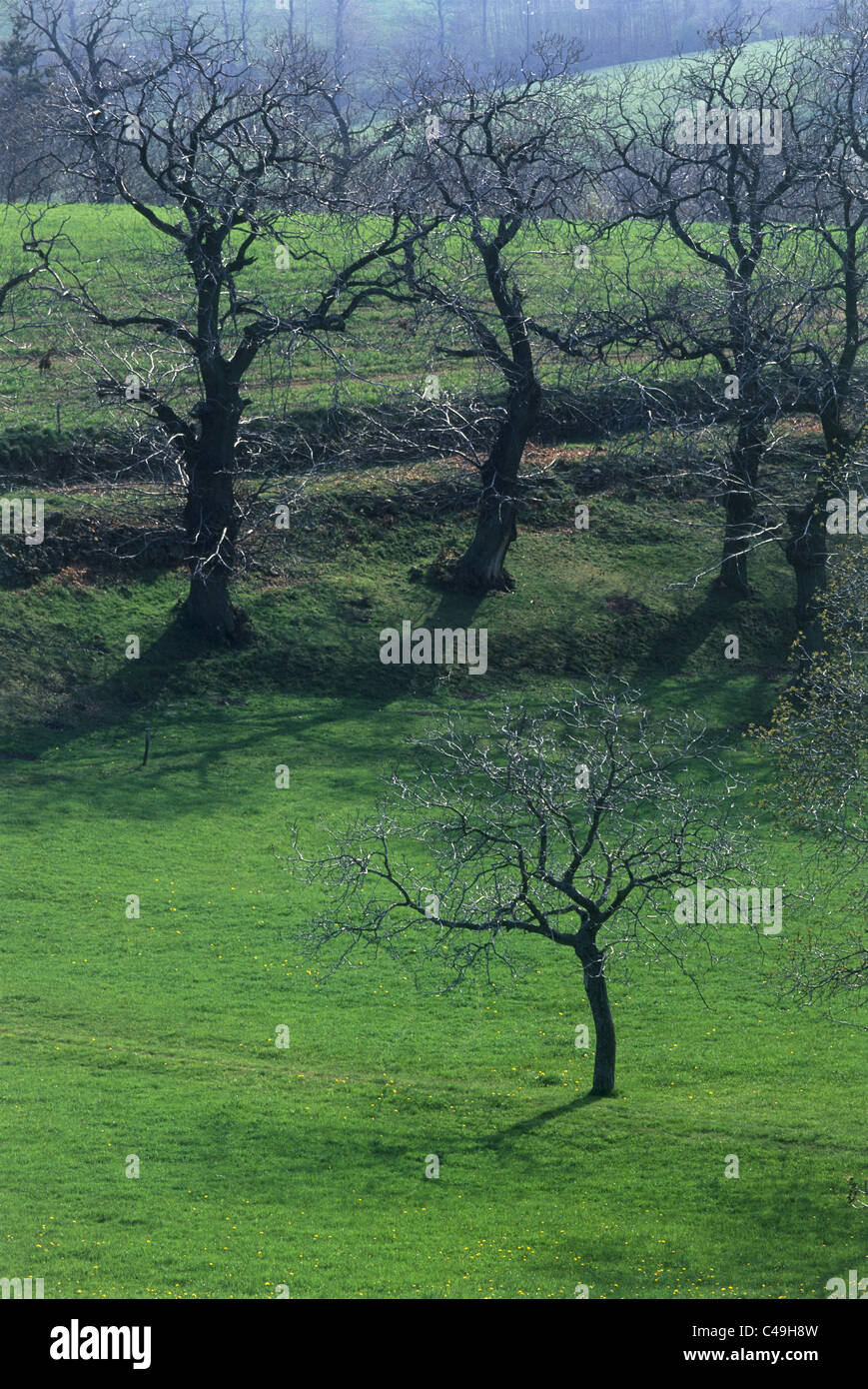 Photograph of a grove in Italy Stock Photo - Alamy