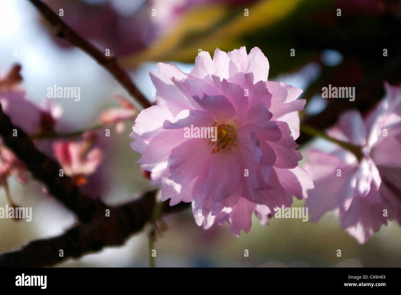 A beautiful flower in a tree Stock Photo - Alamy