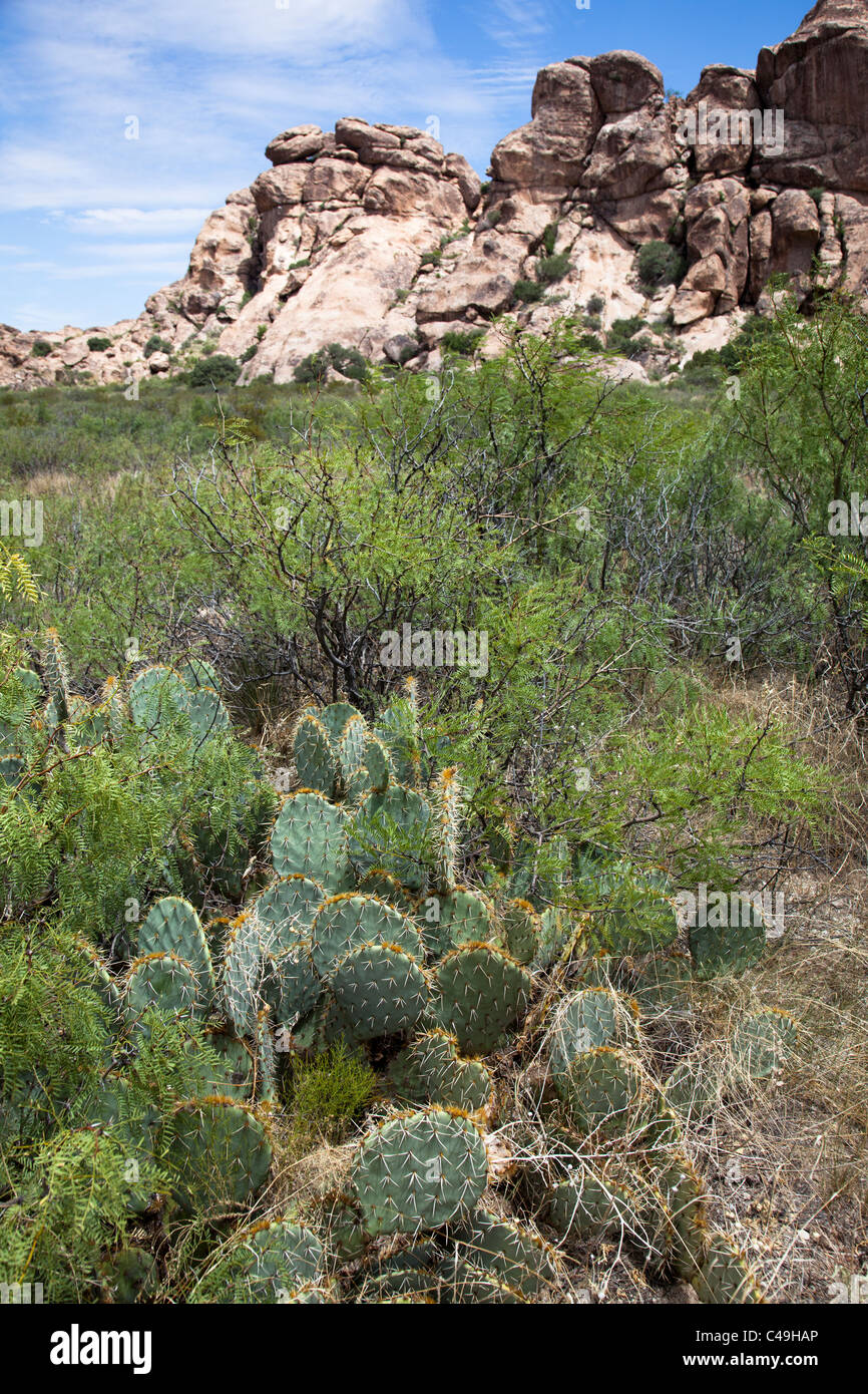 Desert Scrub High Resolution Stock Photography and Images - Alamy