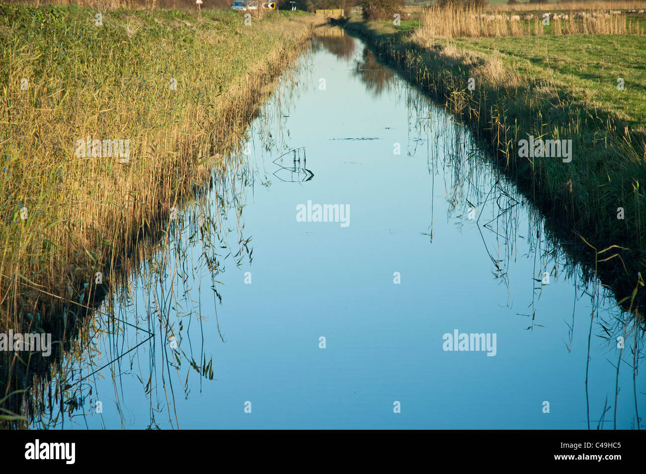 Water in Drainage ditch and reeds Kent England Uk Stock Photo - Alamy