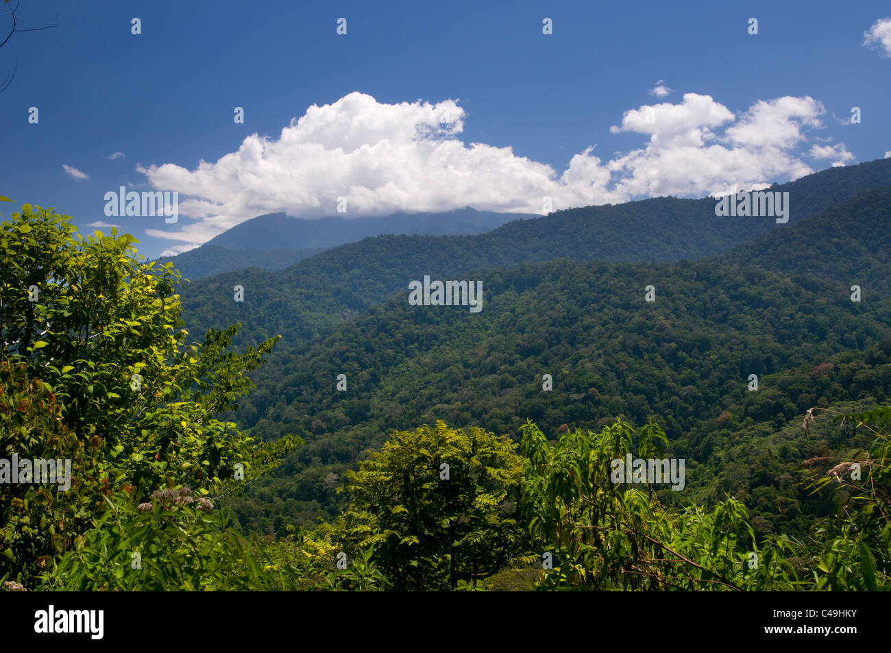 view over rain forest near Ketambe, Gunung Leuser National Park, north ...