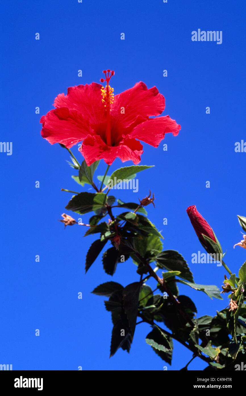 Hawaii Tropical Flowers - Red Hibiscus Flower in Bloom, Island of Oahu ...