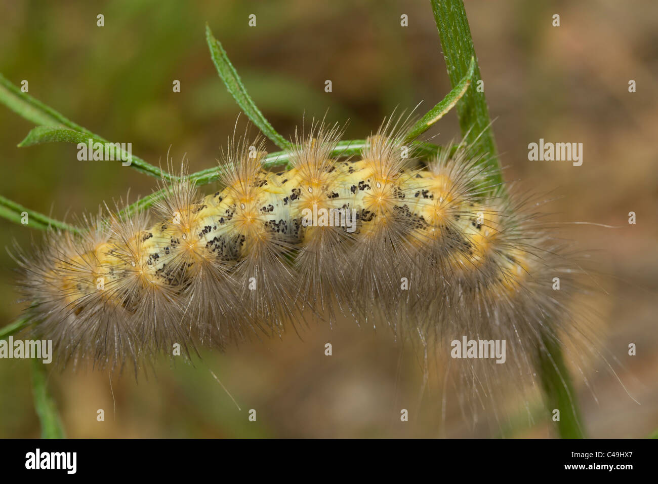 Fuzzy caterpillar hi-res stock photography and images - Alamy