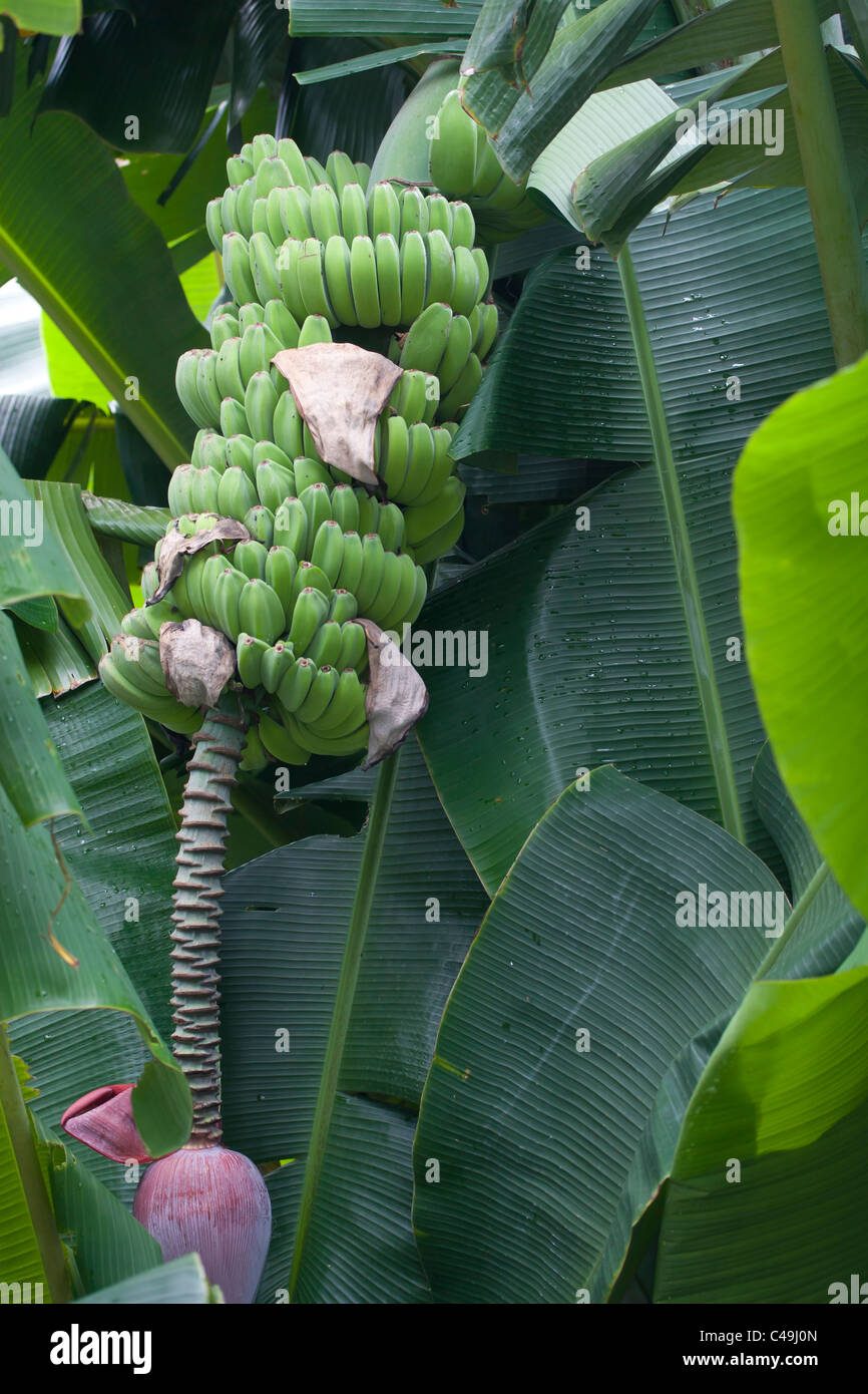 Bananas ripening on a tree Stock Photo - Alamy