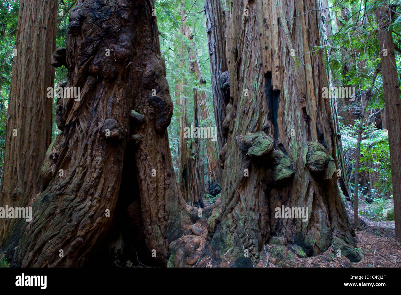 Redwood tree hi-res stock photography and images - Alamy