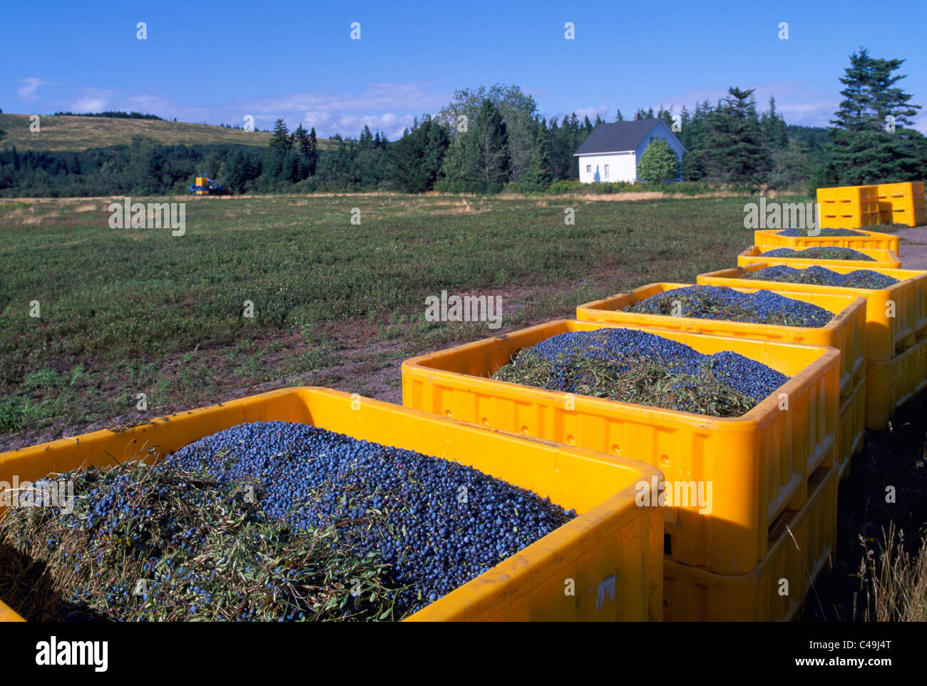 Blueberry Harvest - Wild Blueberries harvested from Field and stored in ...