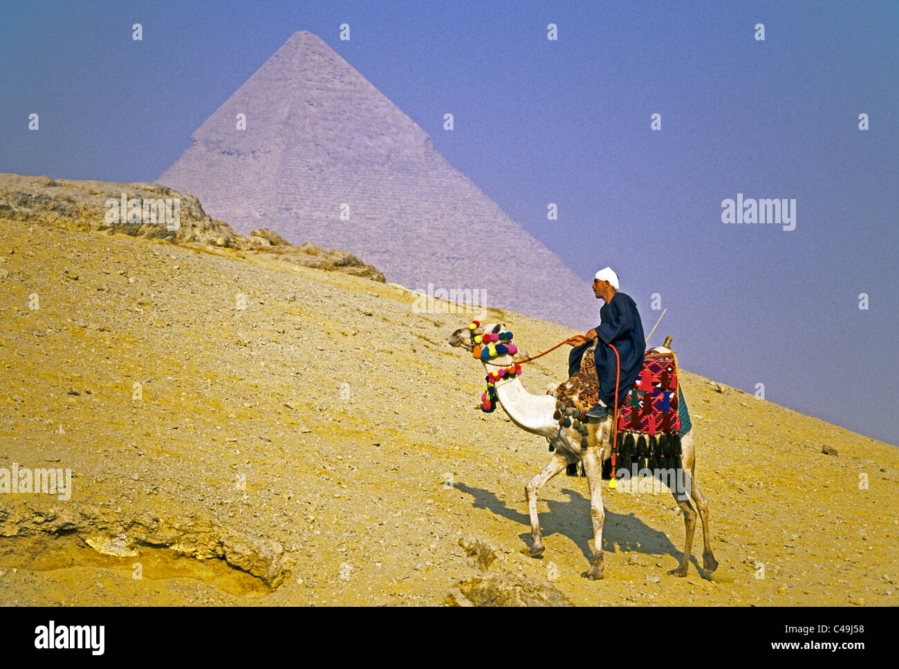 Egyptian man riding decorated camel at Great Pyramids at Giza MODEL ...