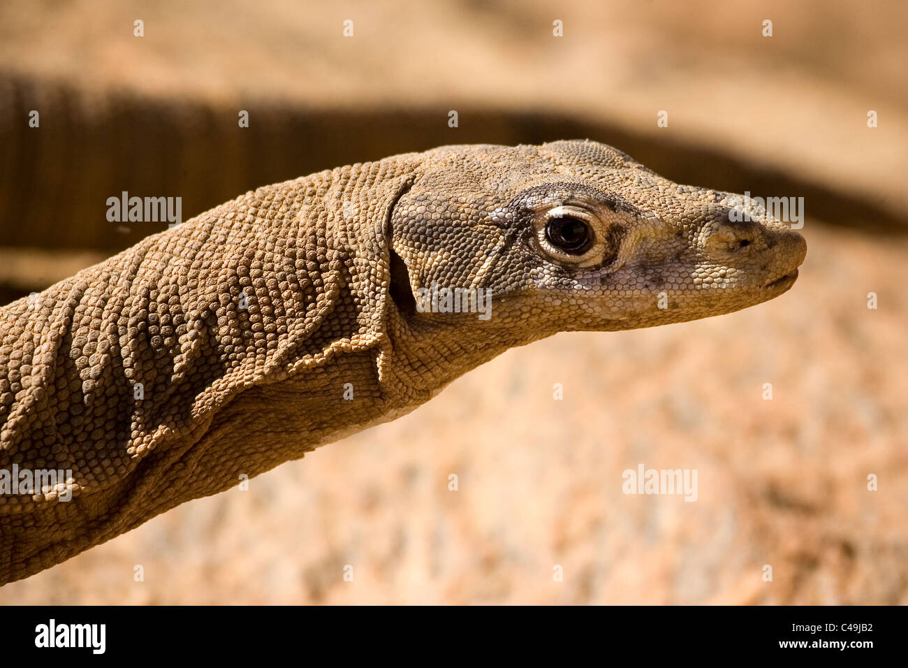 Monitor lizard varanus sp hi-res stock photography and images - Alamy