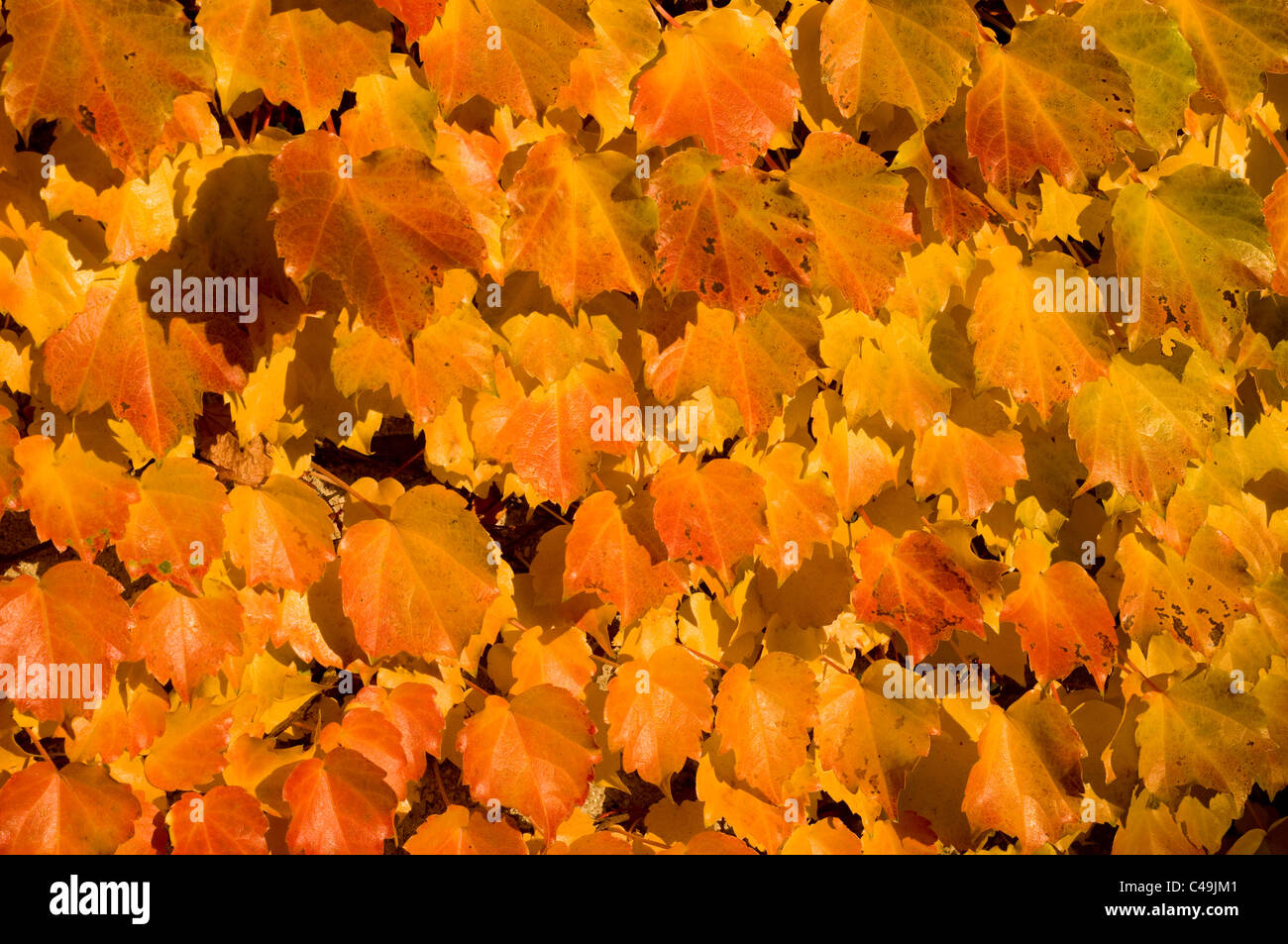 Ornamental Grape Leaves High Resolution Stock Photography and Images ...