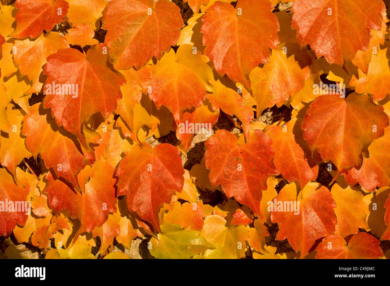 Ornamental grape leaves hi-res stock photography and images - Alamy