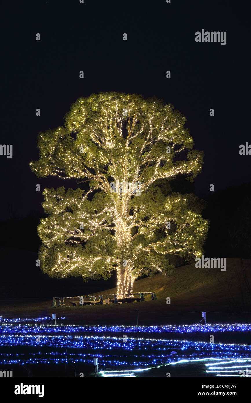 Illuminated tree in the park Stock Photo - Alamy