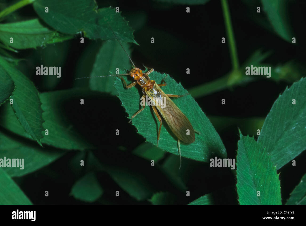 Golden Stonefly (Hesperoperla pacifica) at rest on plant leaf near ...