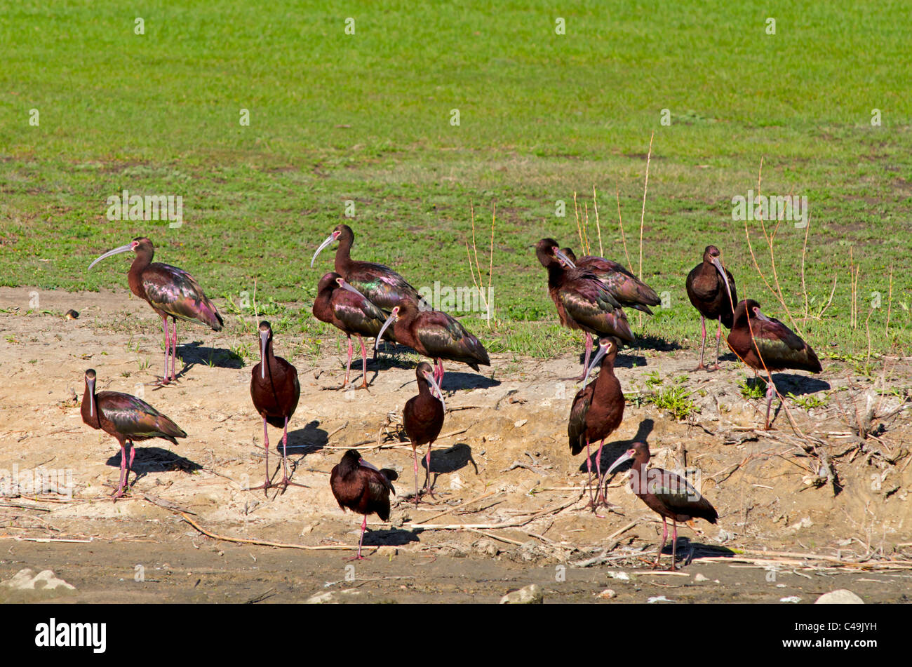 White faced ibis side view hi-res stock photography and images - Alamy