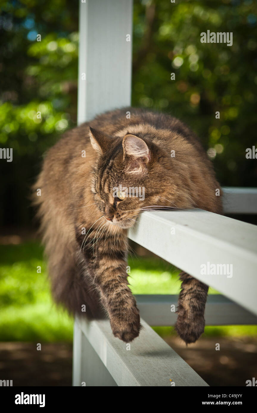 Sprawled hi-res stock photography and images - Alamy