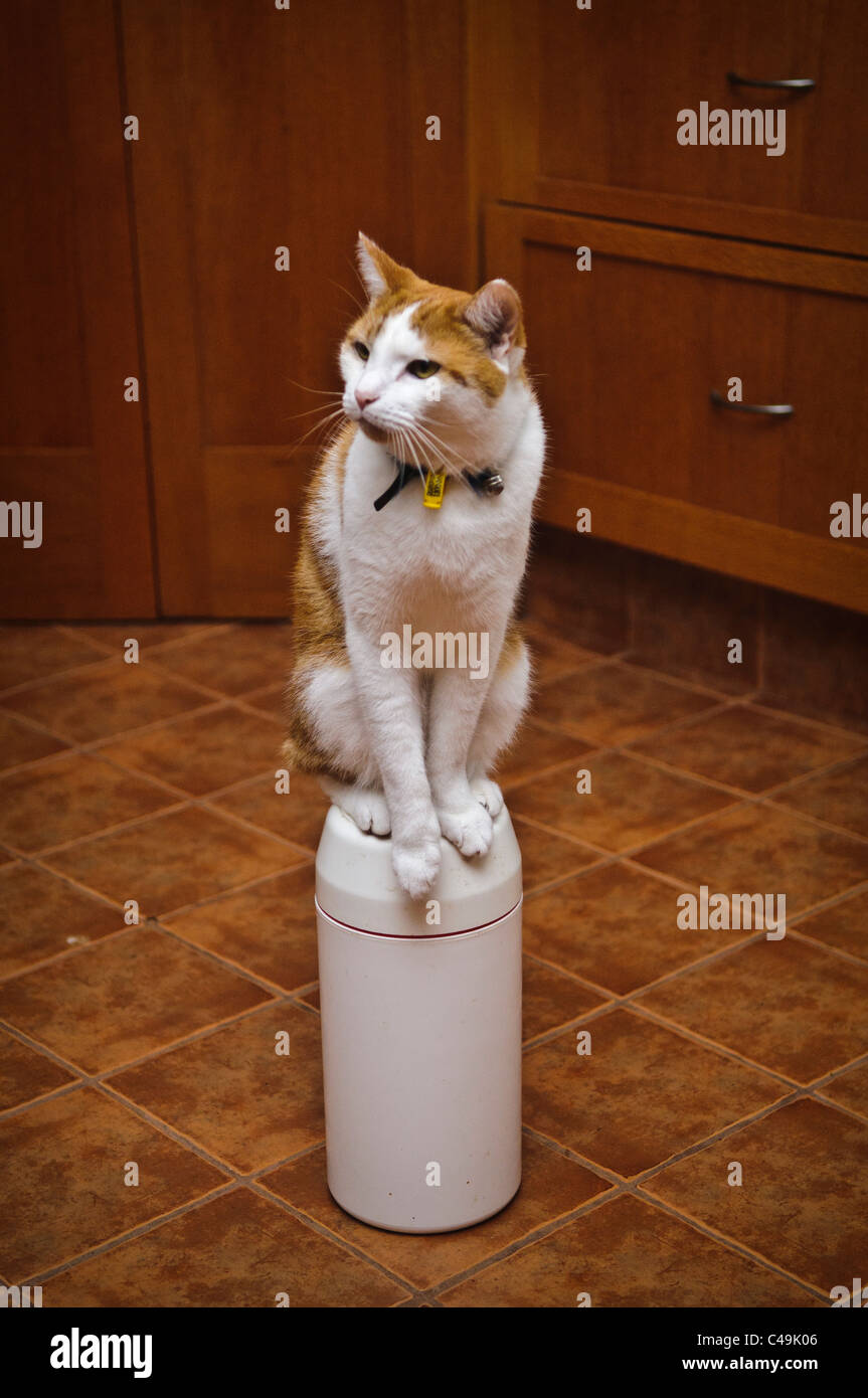 Cat balancing hi-res stock photography and images - Alamy