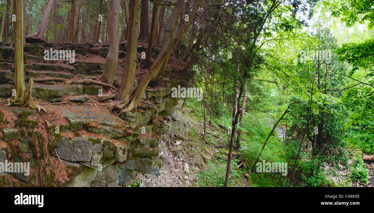 Trees cedar cedars edge cling hang view forest hi-res stock photography ...