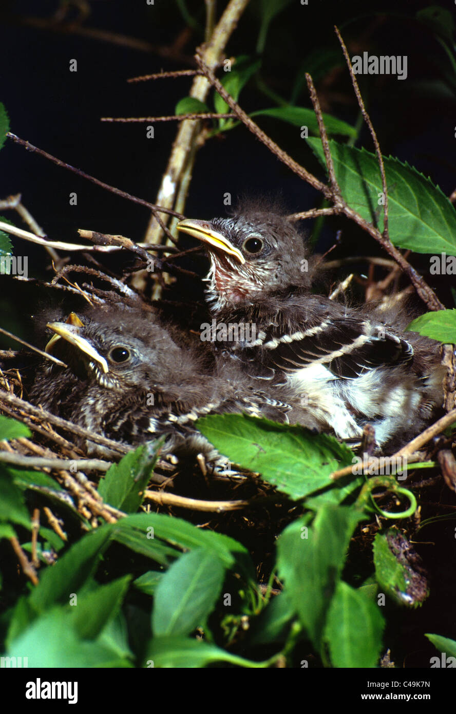 Mocking Bird chicks Stock Photo - Alamy