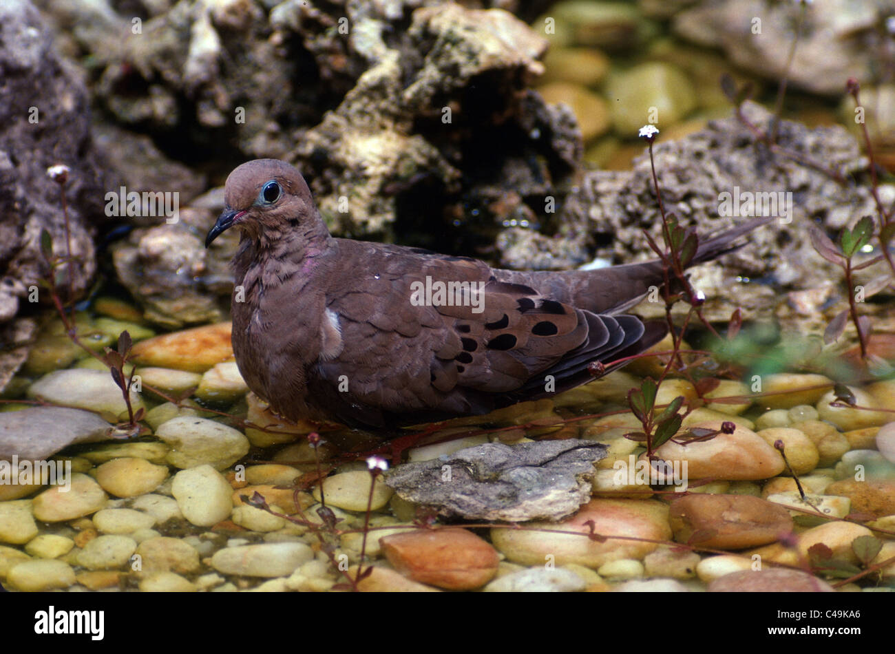 Mourning Dove bathing Stock Photo - Alamy