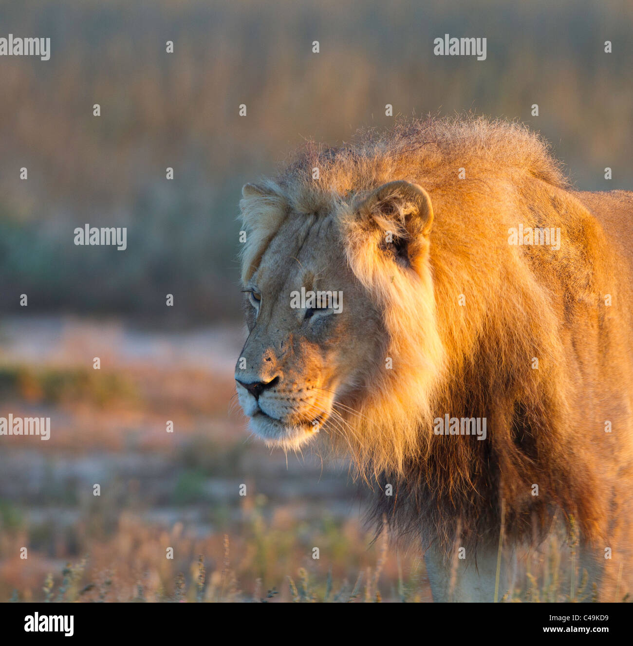lion male portrait Stock Photo - Alamy
