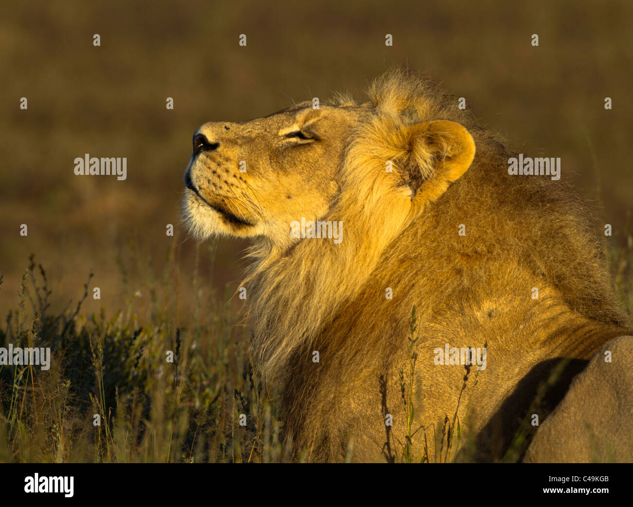 lion male smelling Stock Photo - Alamy