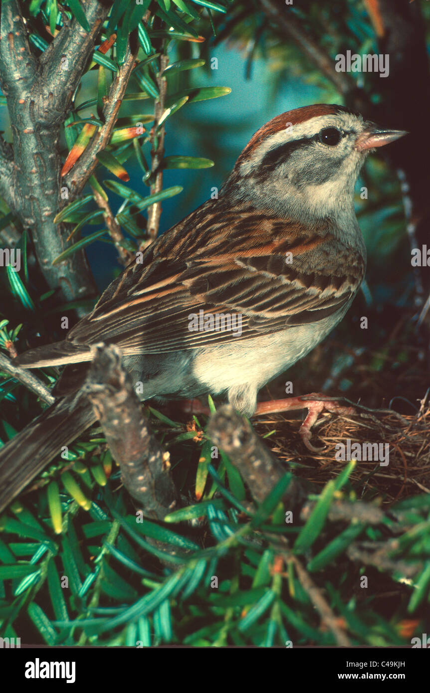 Chipping-sparrow at nest Stock Photo - Alamy