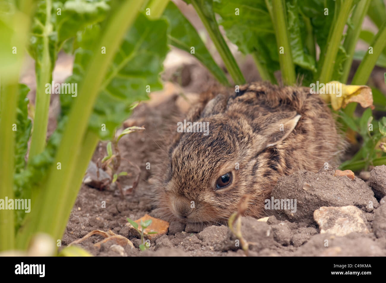 Leveret hi-res stock photography and images - Alamy