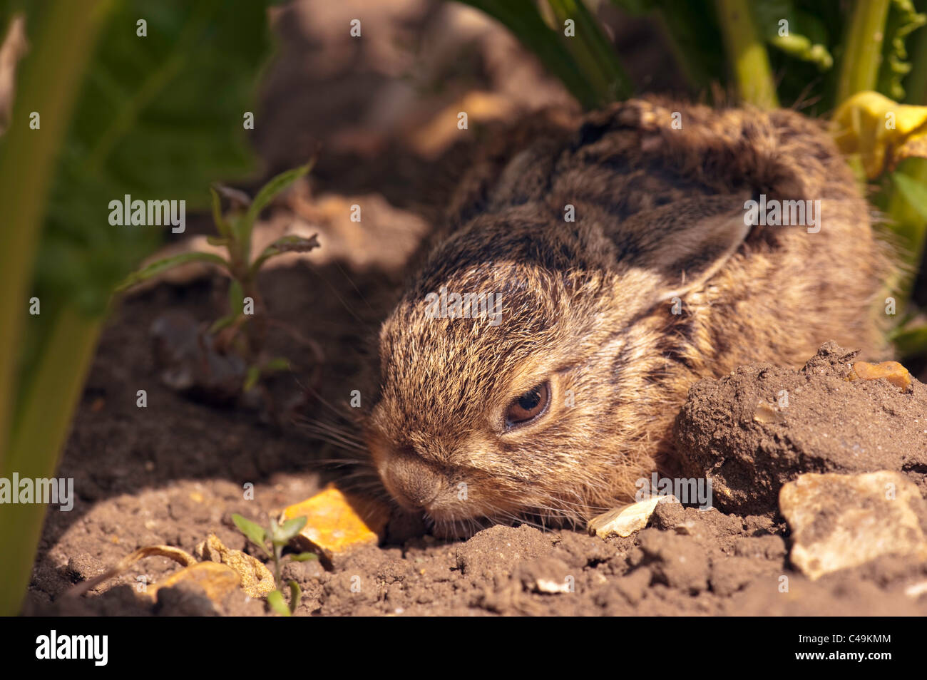 Leveret hi-res stock photography and images - Alamy
