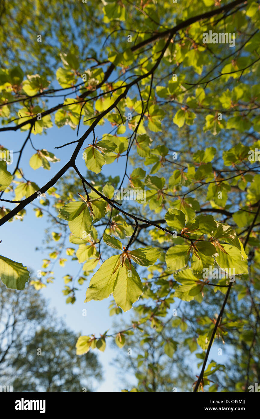 New young beech leaves backlit in early morning sunrise at dawn in ...
